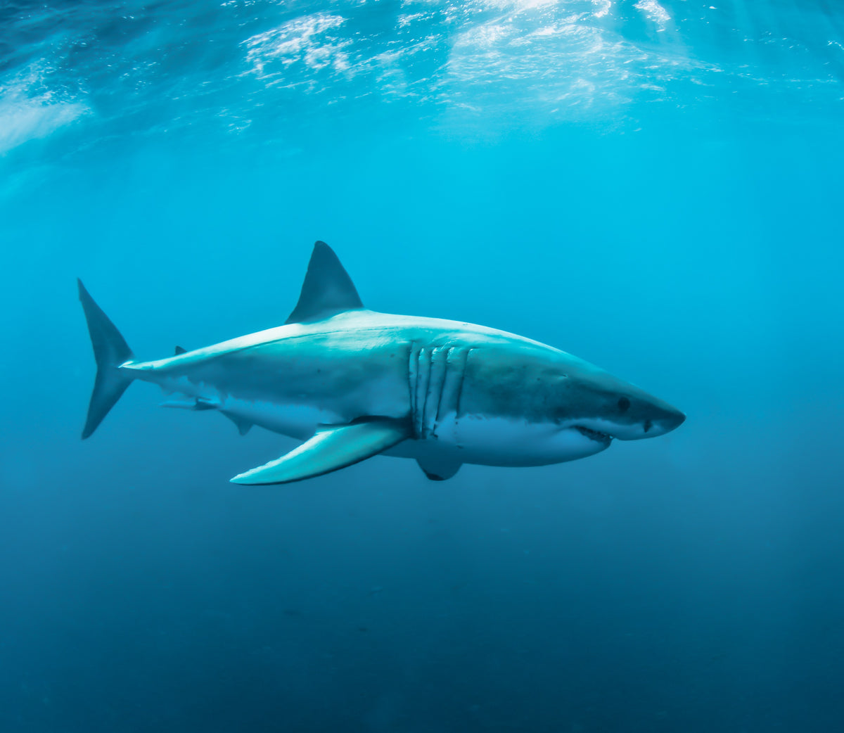 Shark Cartilage Powder 10kg Australian Made – Buyhealthy Online