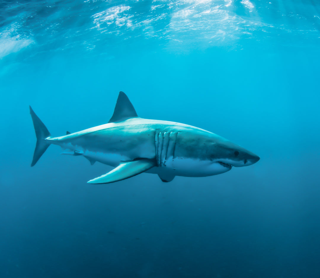 Shark Cartilage Powder BULK Australian made – Buyhealthy Online
